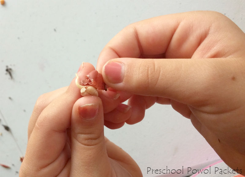 Dissect a Bean Seed Lab! | Preschool Powol Packets