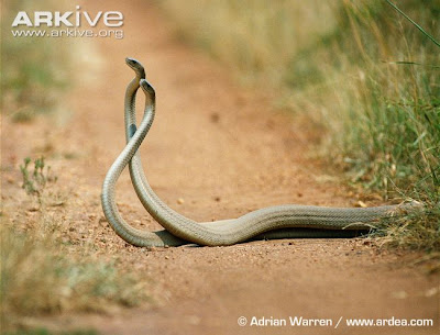 The Sheep Whisperer: The "Mamba" that isn't a Dance!