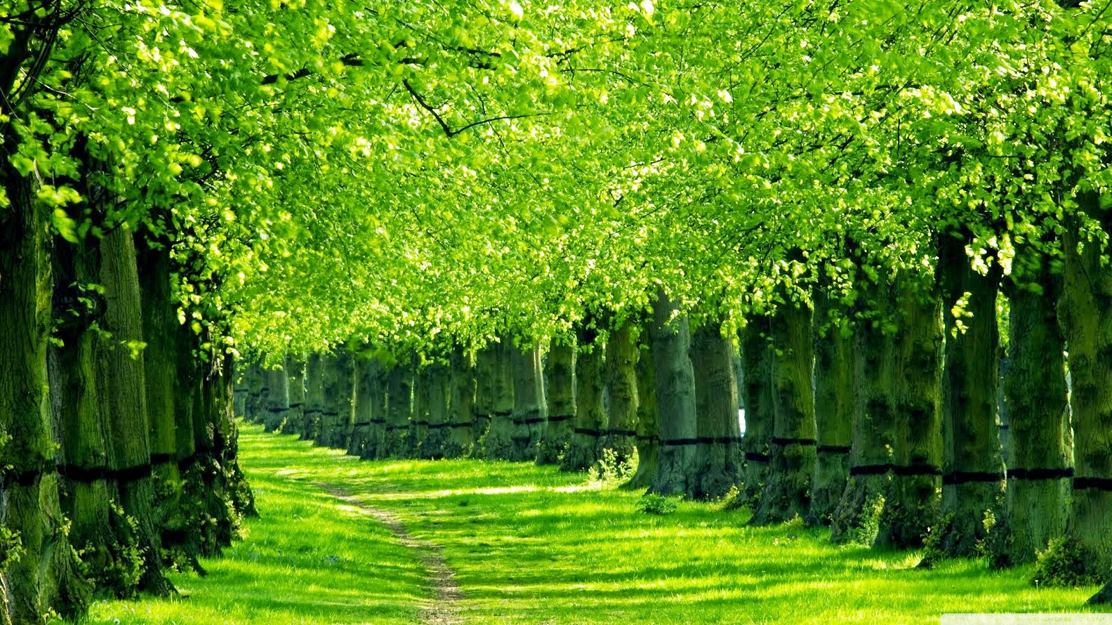 Nature Wallpaper #042 - Under the Trees:Desktop Wallpapers