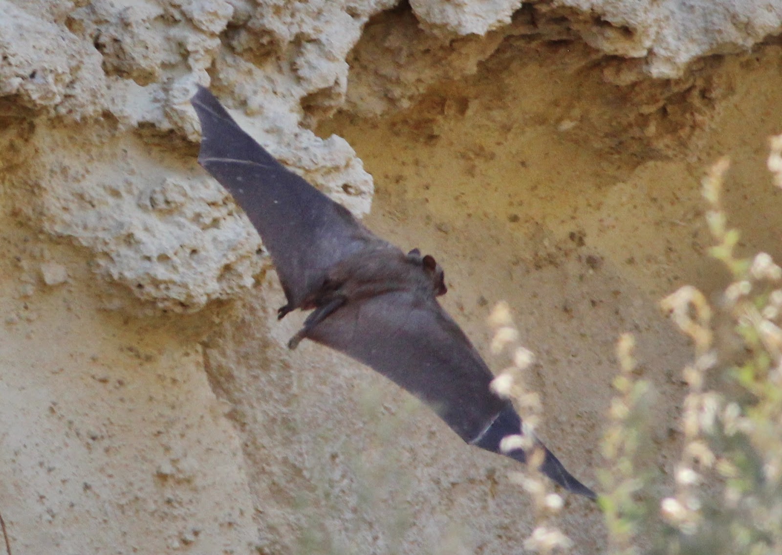 Mammals of Cyprus - Τα θηλαστικά της Κύπρου by George Konstantinou ...