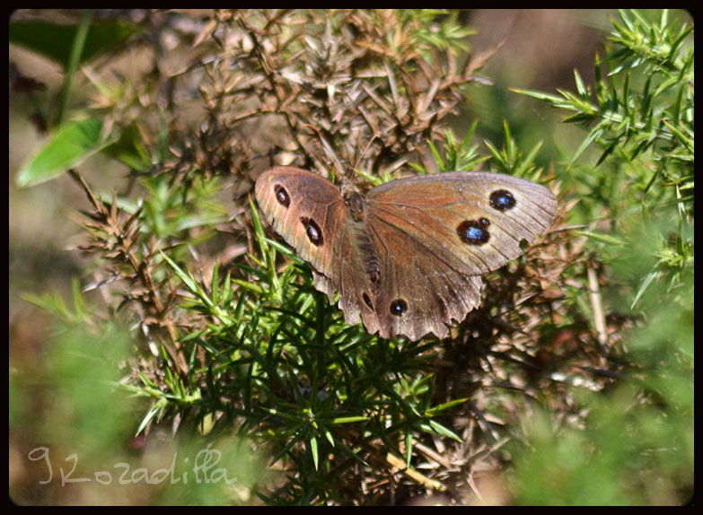 El perseguidor de mariposas: Ocelos azules