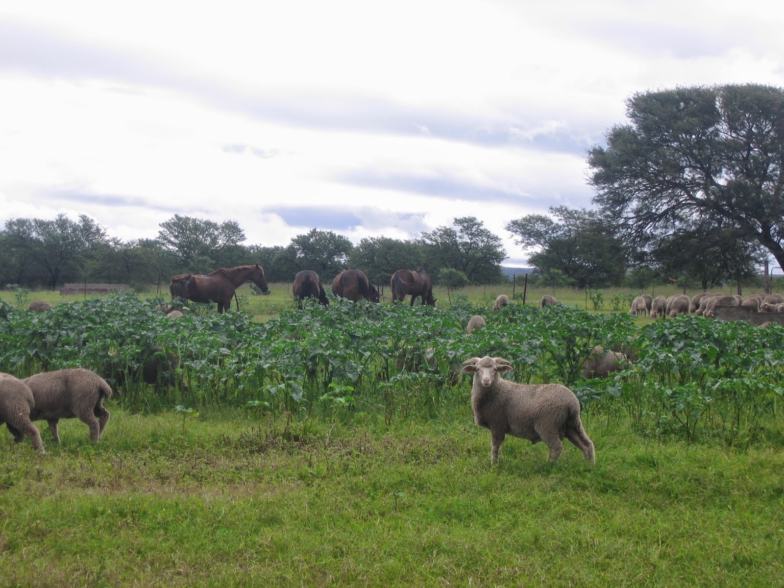 Ram Care – Practical advice! ~ Amass Farming Tips & Info