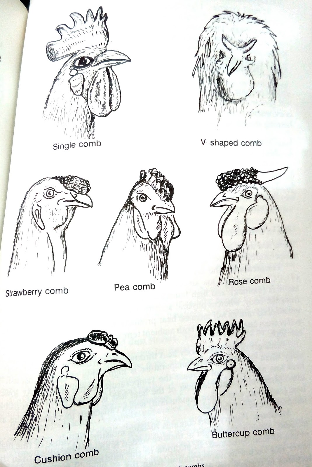 Posted by Poultry and livestock at 12:35:00 pm