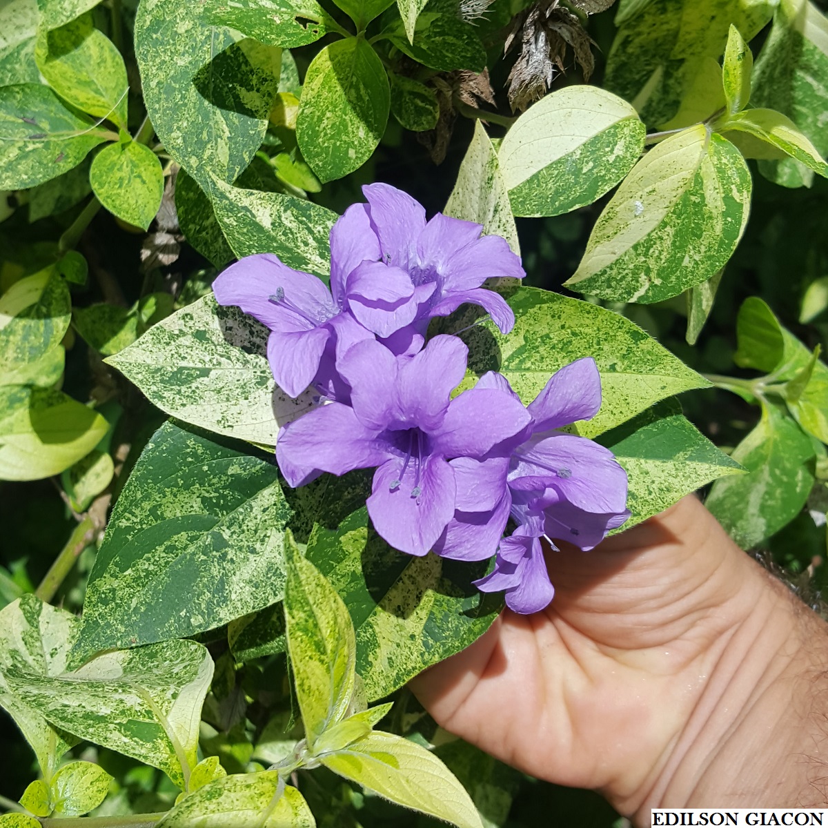 Viveiro Ciprest - Plantas Nativas e Exóticas: Barléria Lilás de Folhas ...