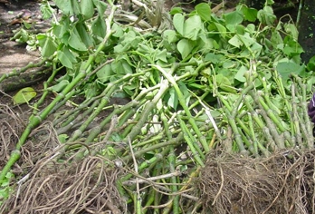 IRIS MICRONESIA: Unusual Miracles: Sakau into Water