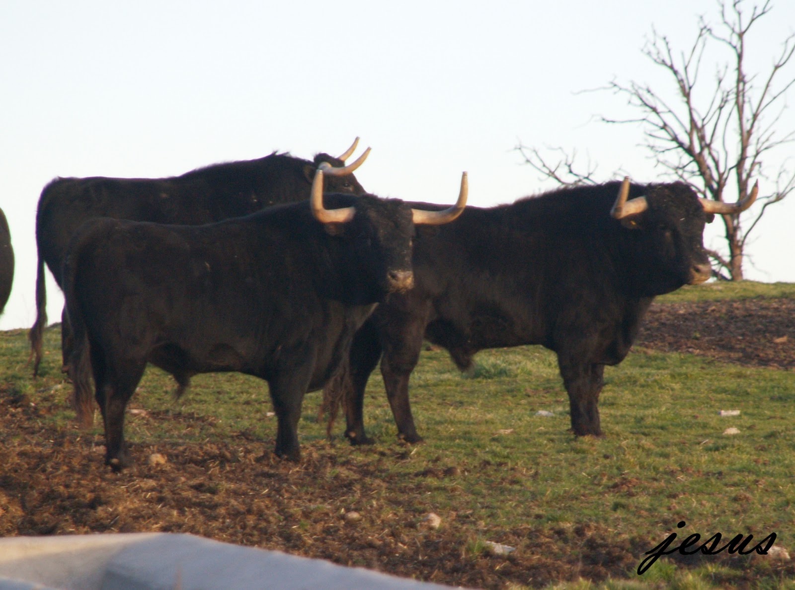 EL TORO EN EL CAMPO BRAVO: ganaderias victoriano del rio y fernando guzman
