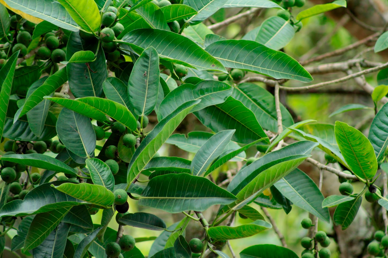 Ficus insipida - Flora do Turvo