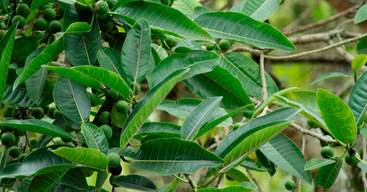 Ficus insipida - Flora do Turvo
