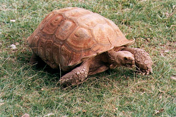 Tortoise Hard Shell Reptile | ImagesHit