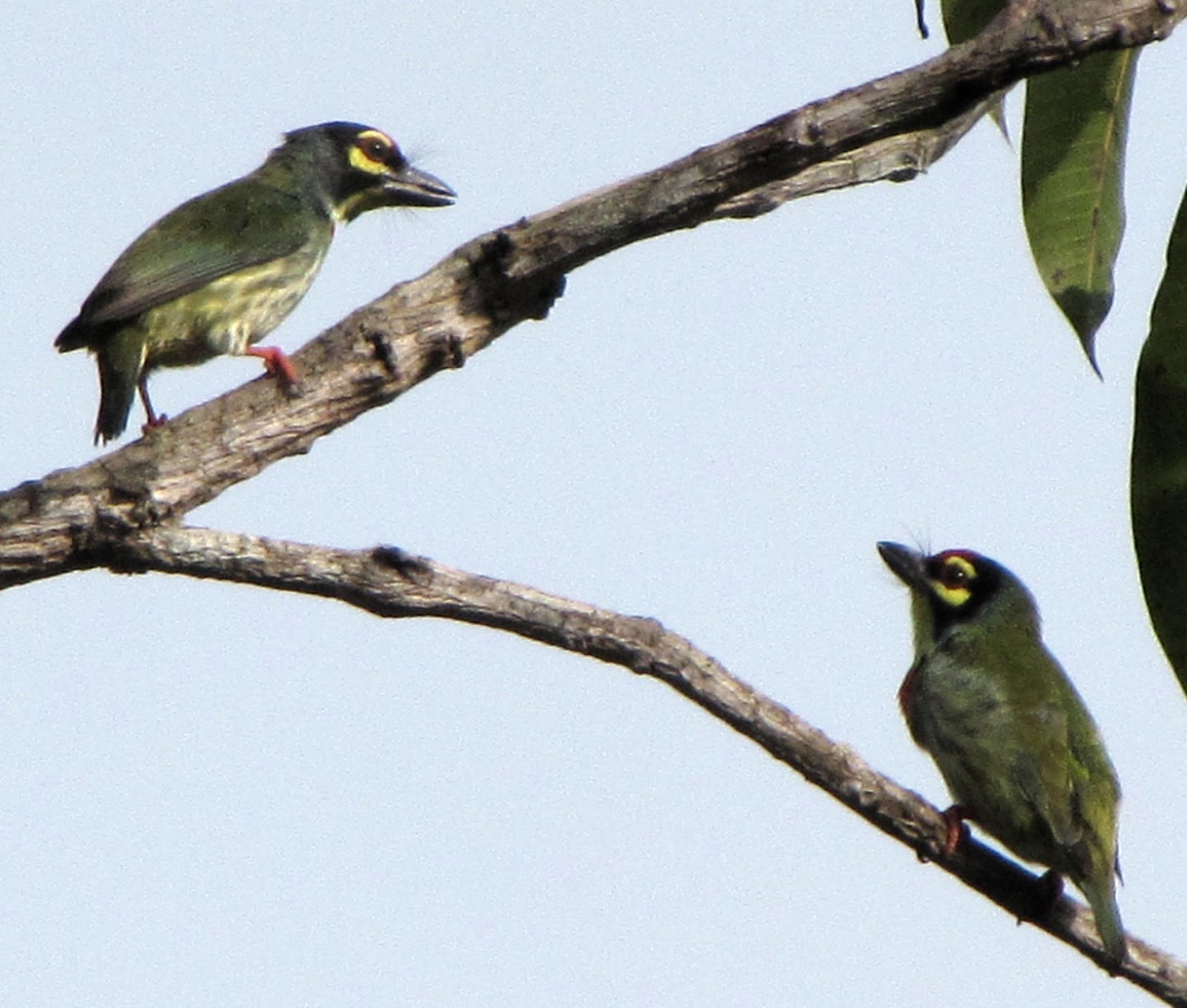 Birds Of Western Ghat: Bird Photo