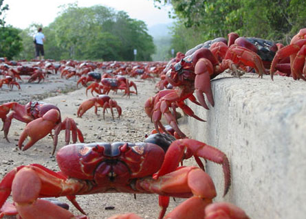 Water Pollution Effects Blog 2015: Air Pollution Effects on Animals