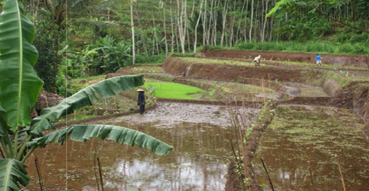 Visit Maguan | Unofficial Blogsite Desa Maguan Malang