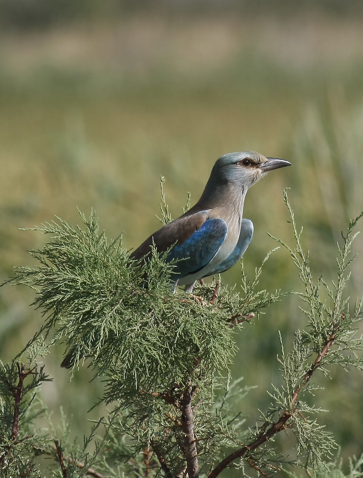 Navarra al natural: Carraca, Ave del Año 2012