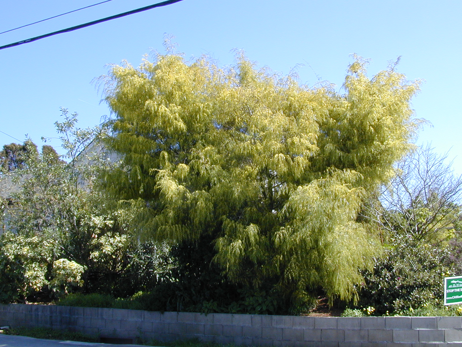 Trees of Santa Cruz County: Acacia cognatum - River Wattle
