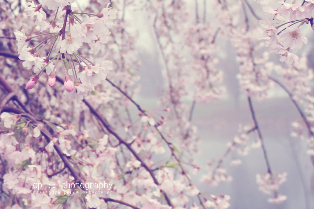 sassafras: blooming pink :: nature photography