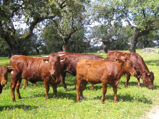 EL Cocinero Rocanrolero: CARNE DE RETINTA