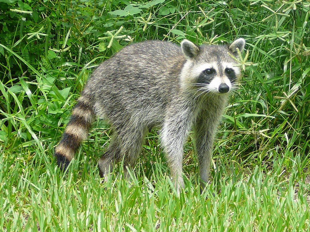 Raccoon Facts