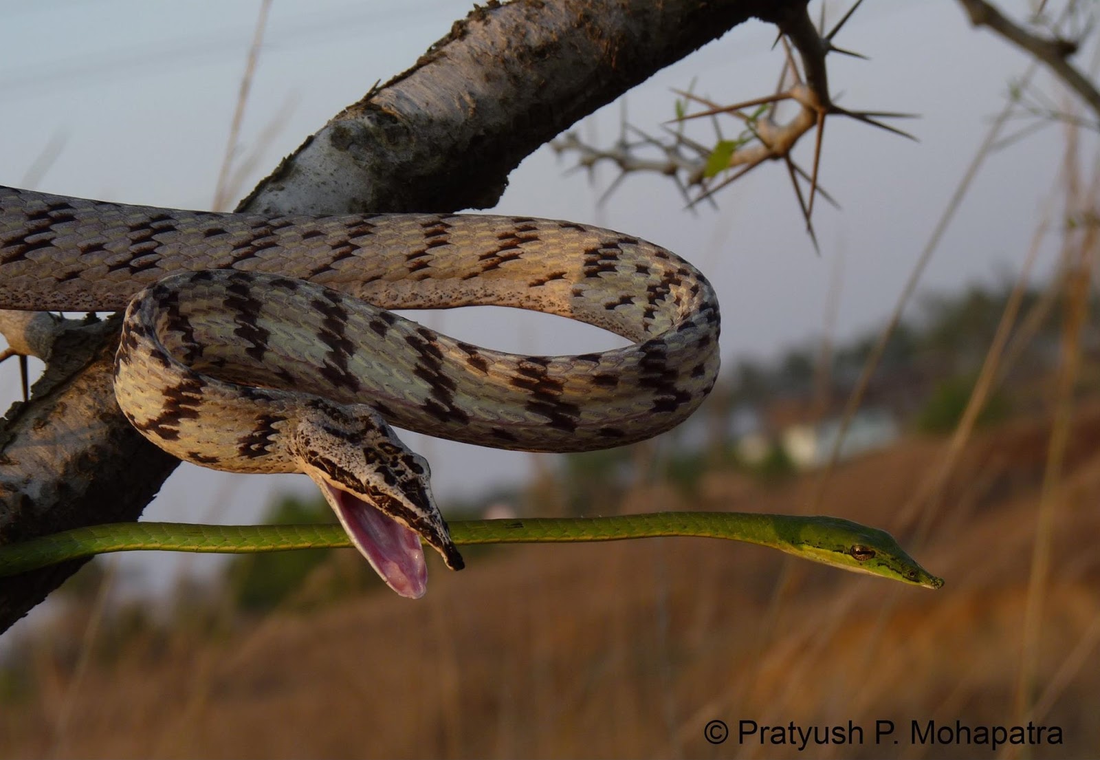 Species New to Science: [Herpetology • 2017] Ahaetulla anomala ...