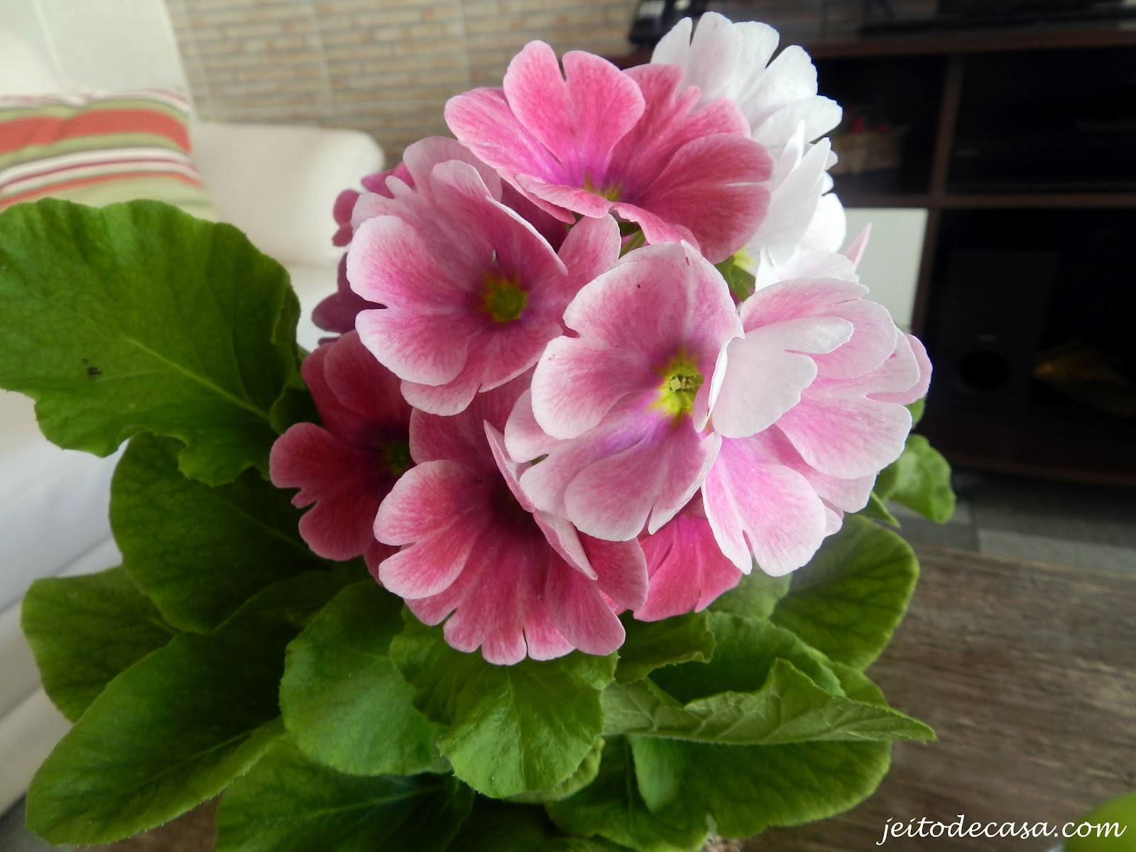 Blog-Ternura de Deus : Prímula, uma flor delicada mas resistente!