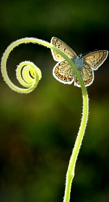 Amaze7: Beautiful butterfly on the rings of creeper