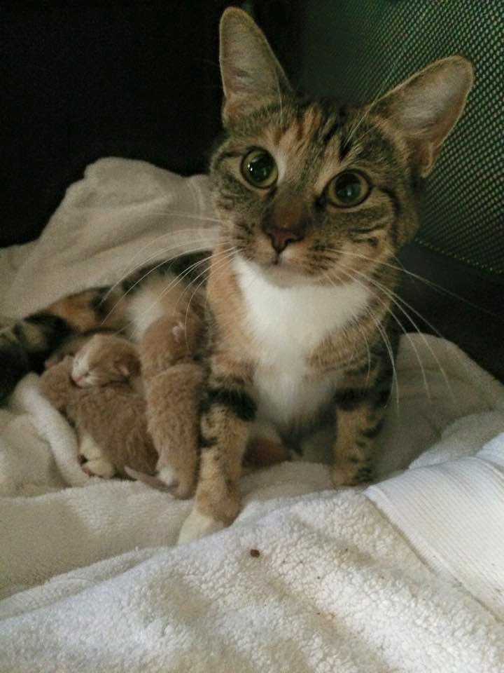 Kitty 911 East County • Cat Rescue Organization