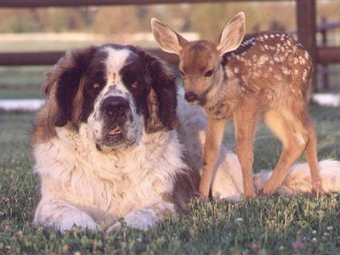 chippep: UNUSUAL PAIRS