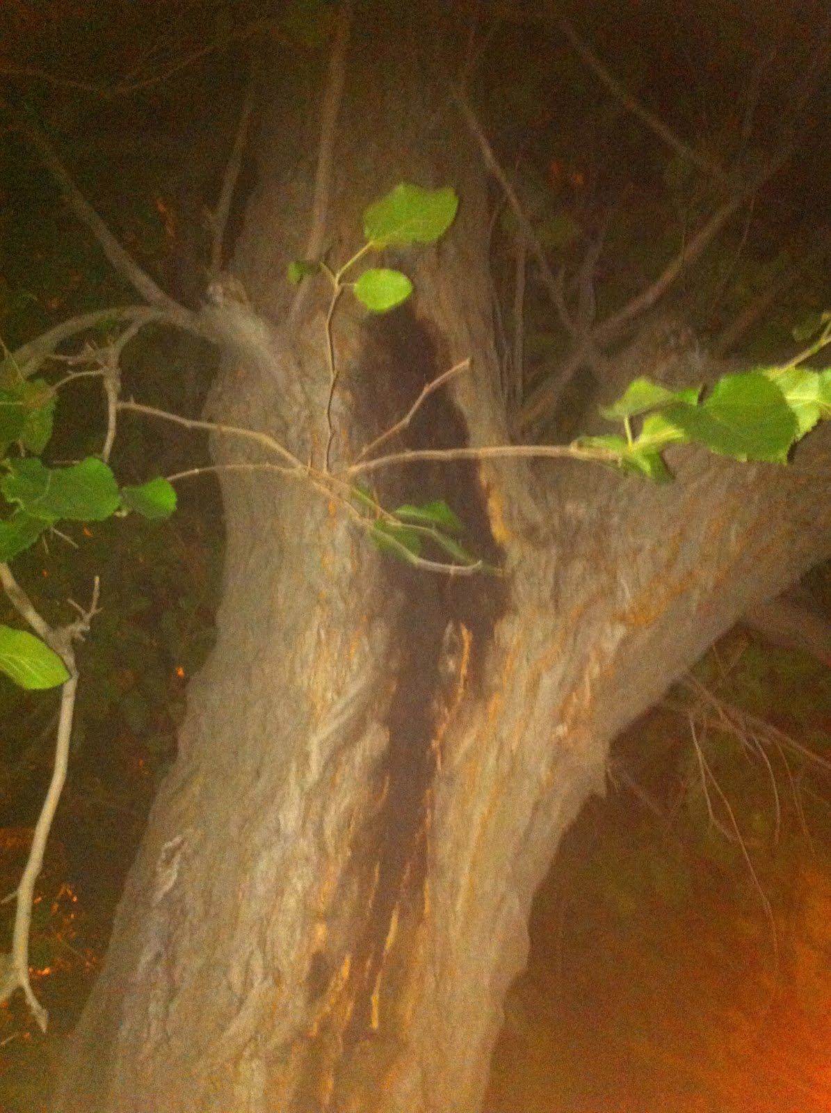 The Tree That Dripped Blood? – Mysterious Chicago
