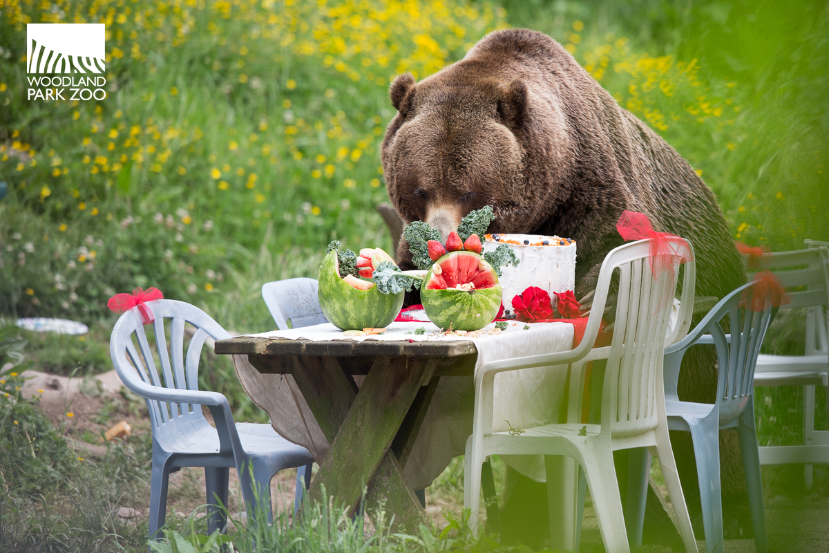 Bear Affair teaches bear smarts in the Northwest
