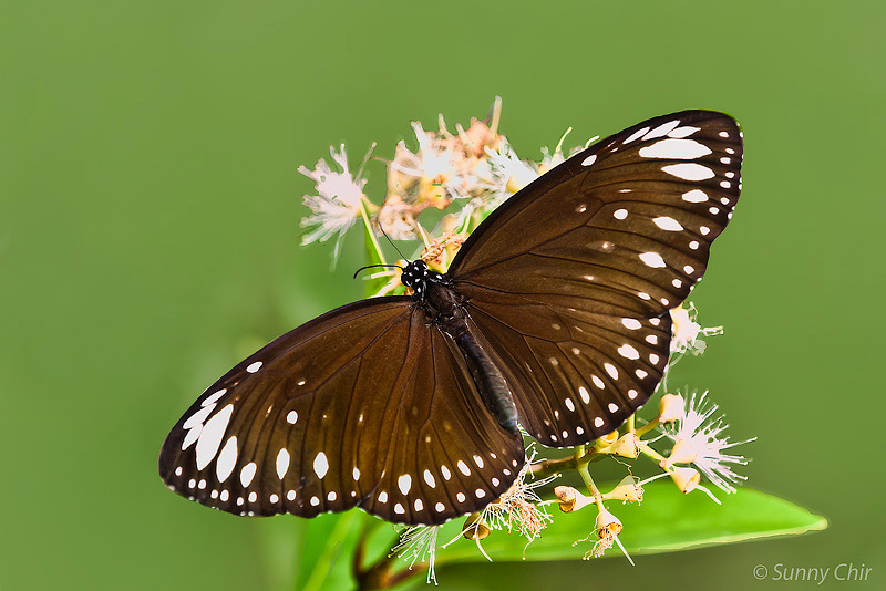 Common Crow Butterfly Chrysalis