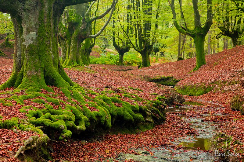 Blog de Informática: El bosc màgic