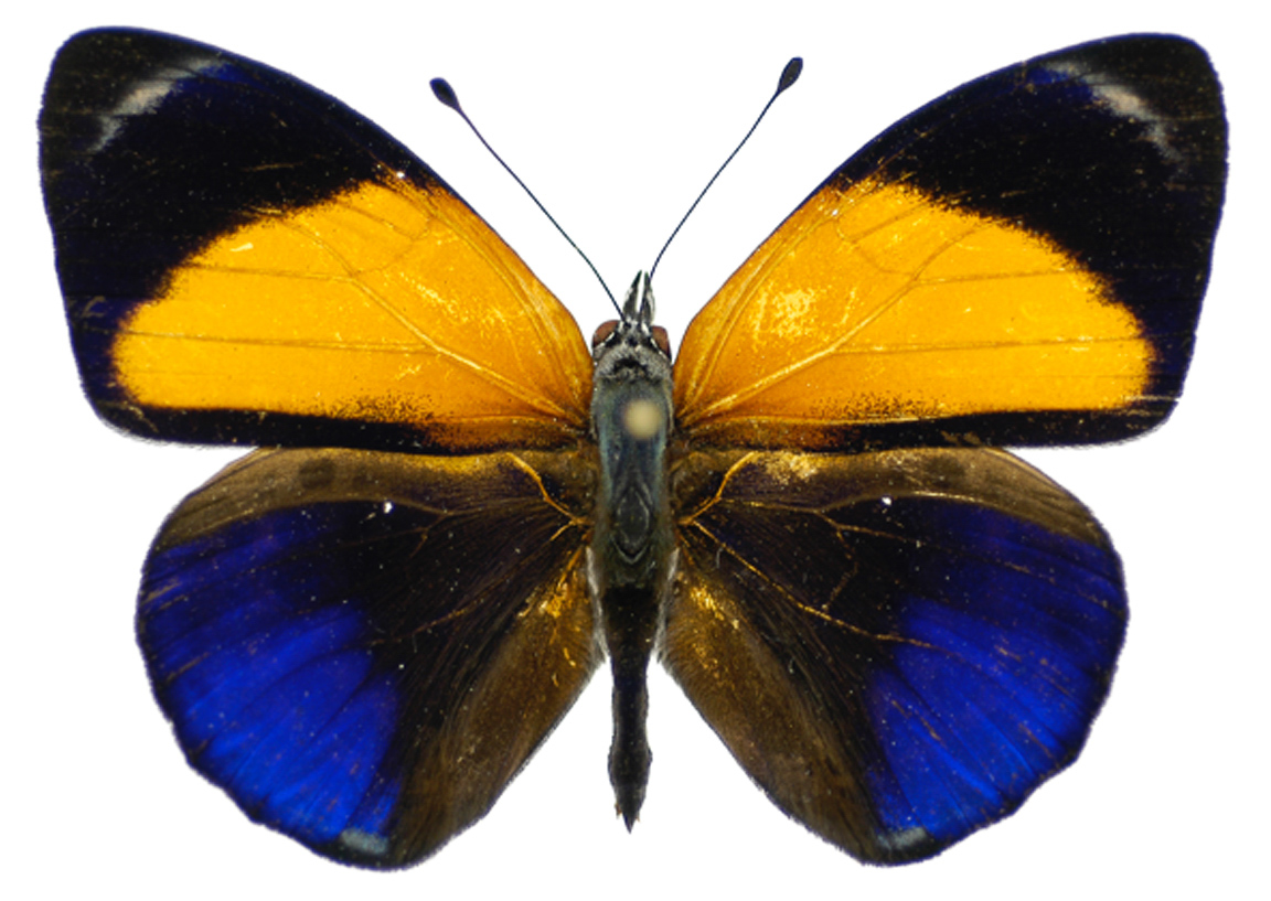 A Biodiversidade Das Borboletas