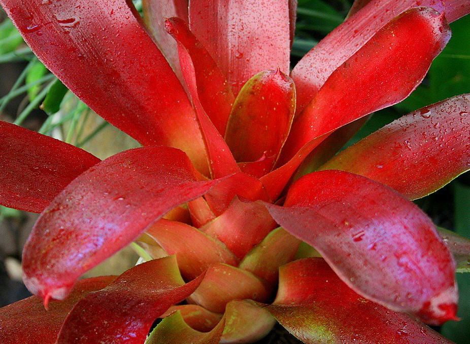 Bromeliads "My Collection": **NEW*PHOTOS & More..