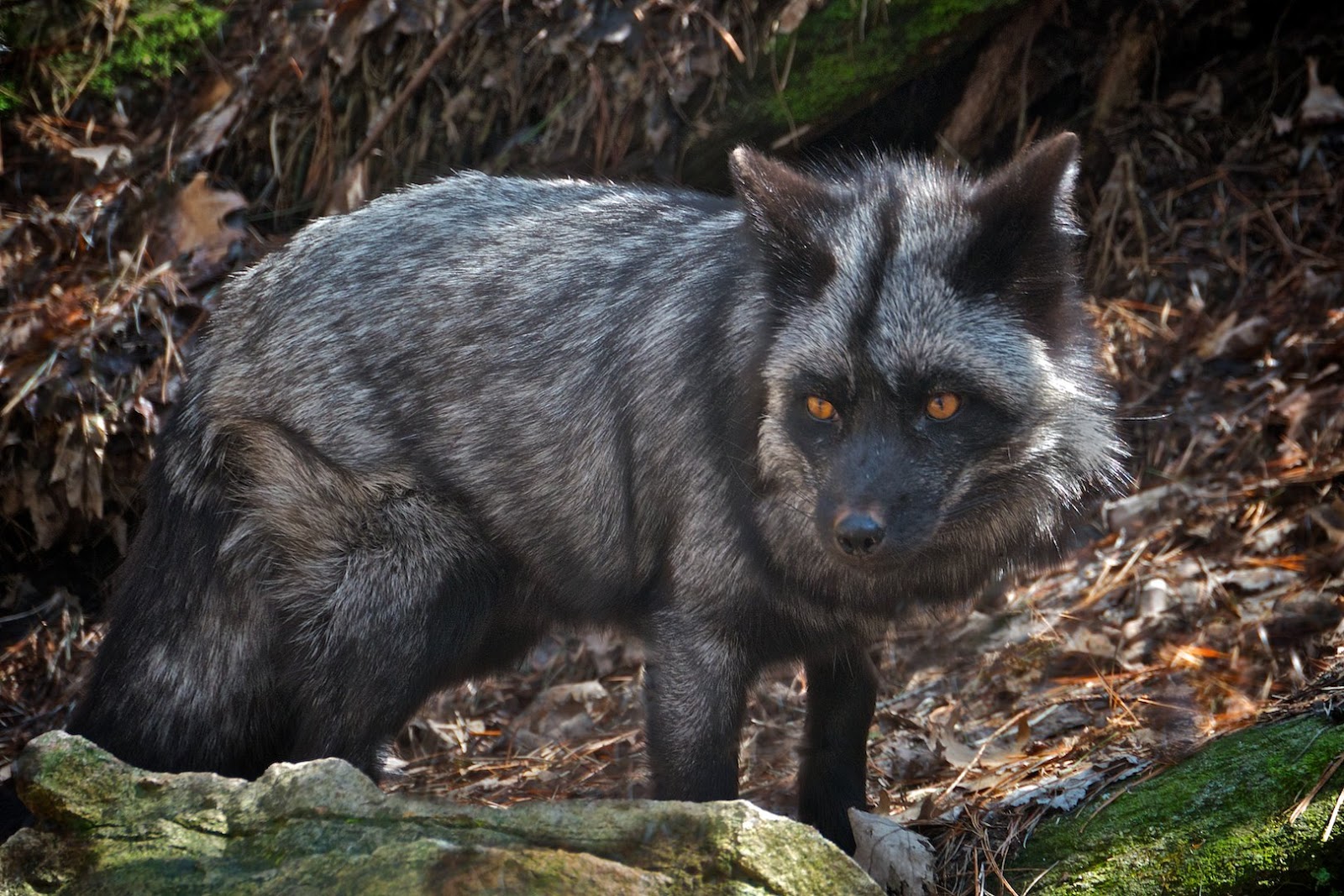 ThirdSpace: Muskoka Wildlife Centre