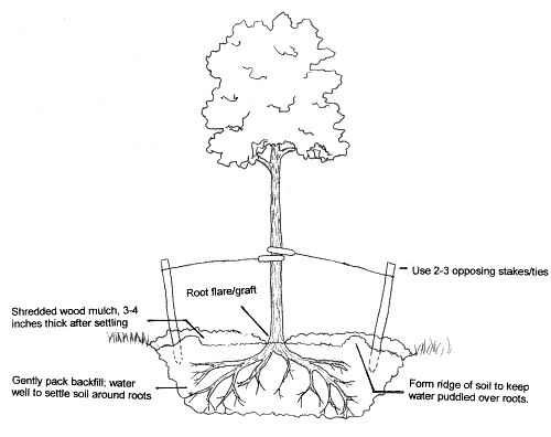 Colorado Mountain Gardener: PLANTING BARE ROOT TREES and SHRUBS – High ...