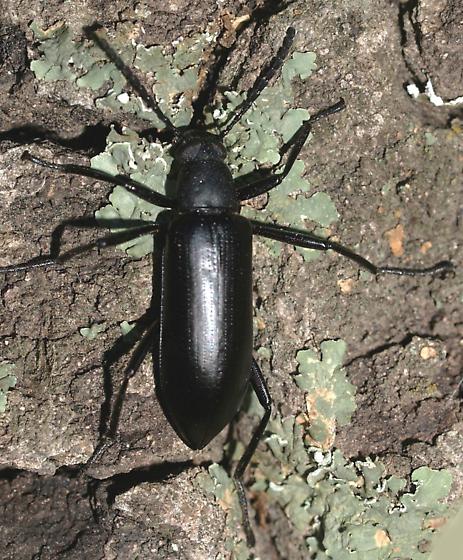 Arizona: Beetles, Bugs, Birds and more: Black Lighting in Peppersauce ...