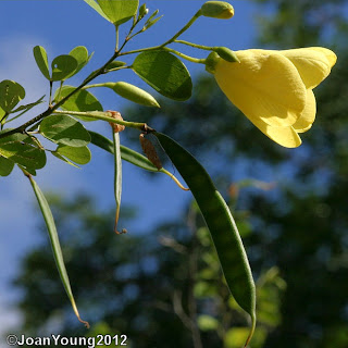 South African Photographs: Yellow Bauhinia Tree (Bauhinia tomentosa)