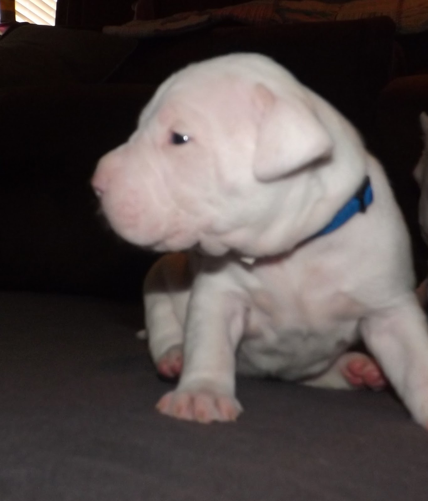 Yo Amo Dogos aka Yo Amor Dogos: Meet Big Blue, Dogo Argentino puppy for ...