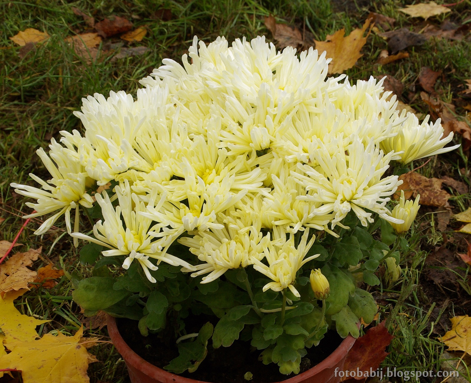 Zdjęcia 4K: Chryzantema wielkokwiatowa Kodiak Yellow Chrysanthemum ...