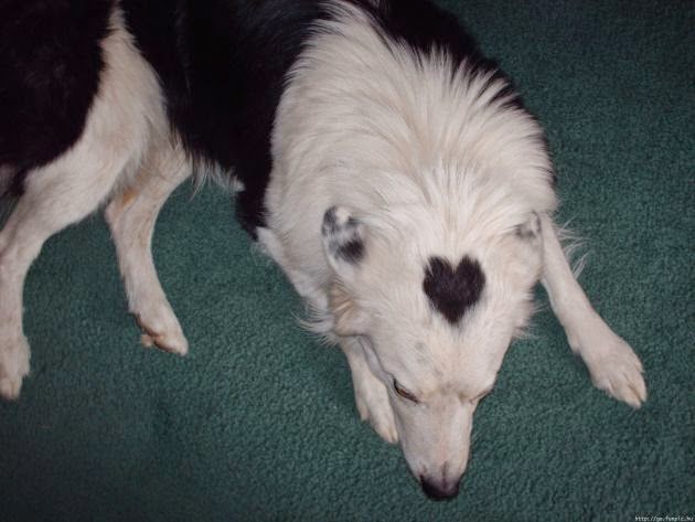 White Wolf : 17 Photos Of Amazing Animals Born With Heart Shaped Markings