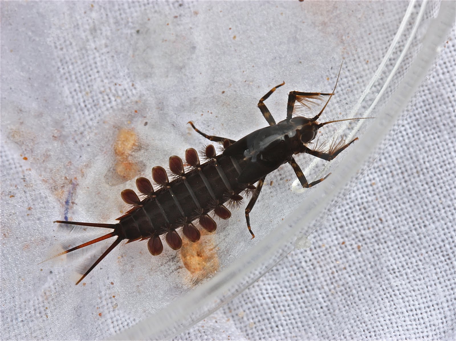 Aquatic Insects of Central Virginia: The "Golden Stone" Hatch in the ...