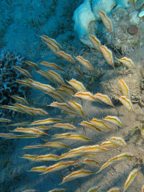 Real Monstrosities: Razorfish