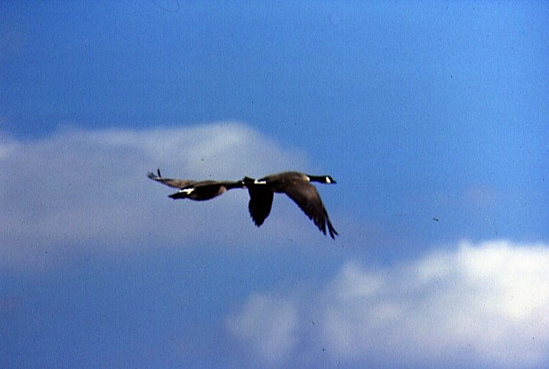 Field Biology in Southeastern Ohio: Waterfowl Migration