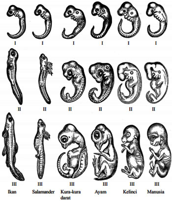 Petunjuk - Petunjuk Tentang Adanya Evolusi Interpretasi Para Pakar ...