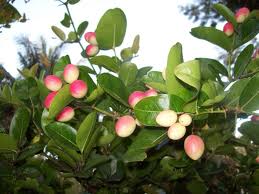 Indian Cranberry Tree