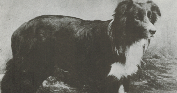 Woolshed 1: Farm working dogs in New Zealand. 12. Dog Trials