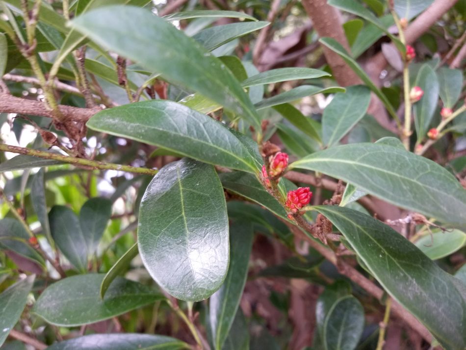 Future Plants by Randy Stewart: Isu Tree