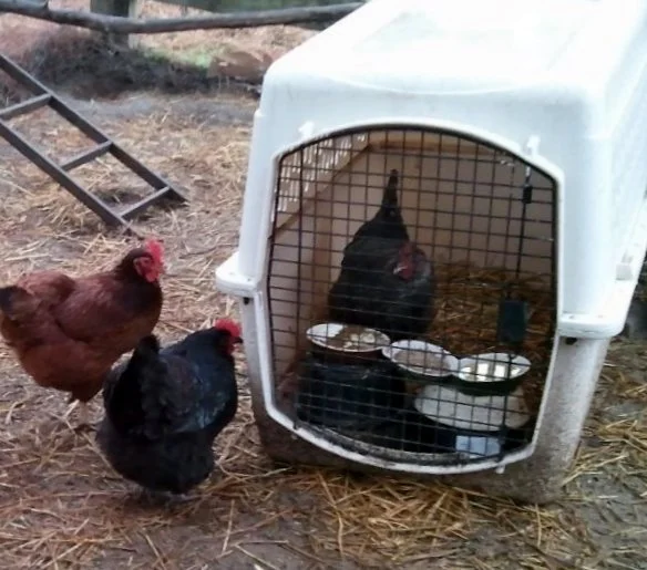 How to Assemble a Chicken First Aid Kit - Fresh Eggs Daily® with Lisa ...