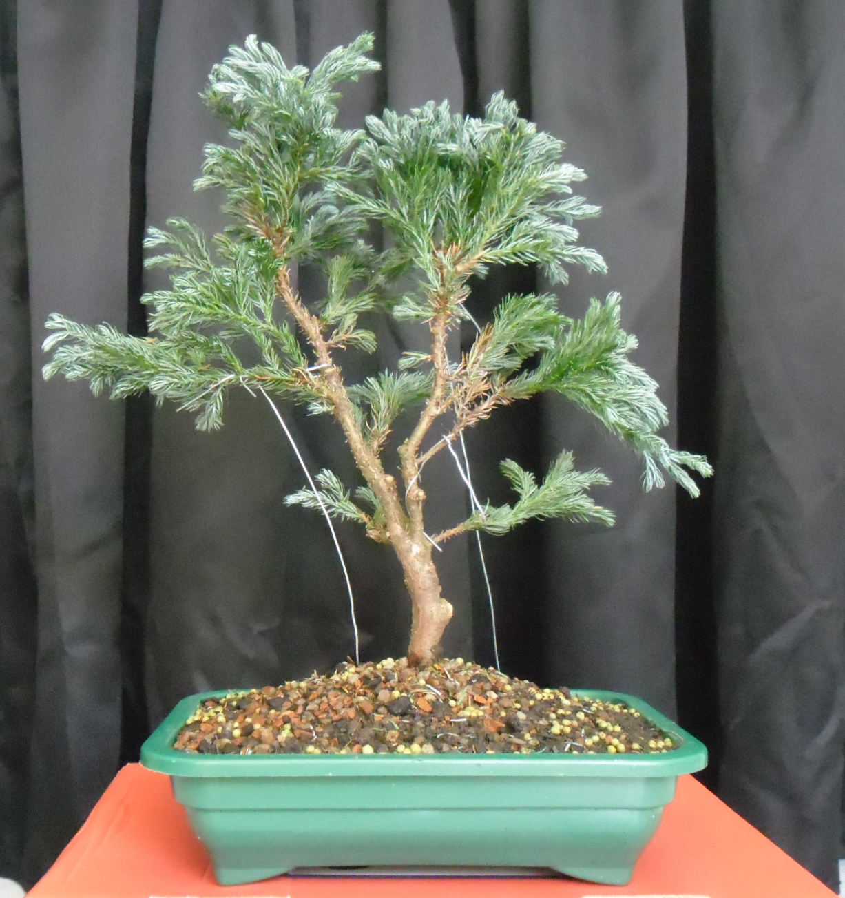 Mundo das Plantas : Bonsai Tuia Azul, minha primeira intervenção ...