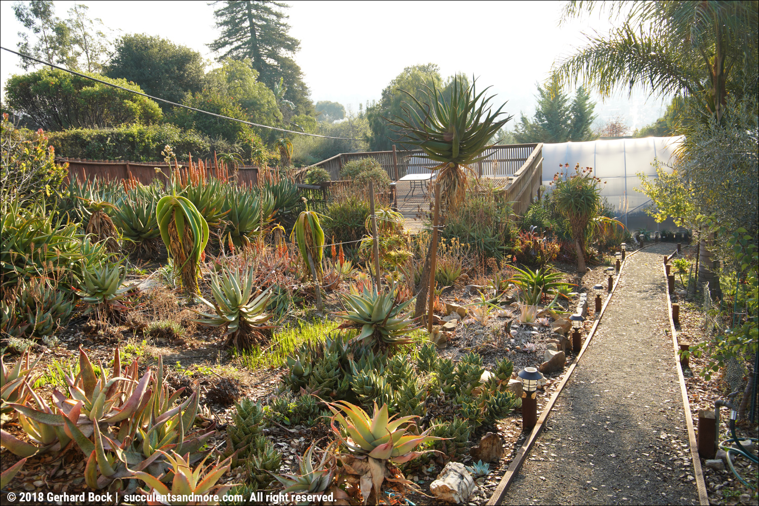 John Miller's Oakland aloe garden (Institute for Aloe Studies)