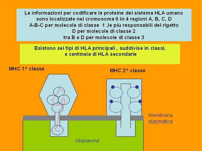 osservando: staminali da midollo o cordone ombelicale